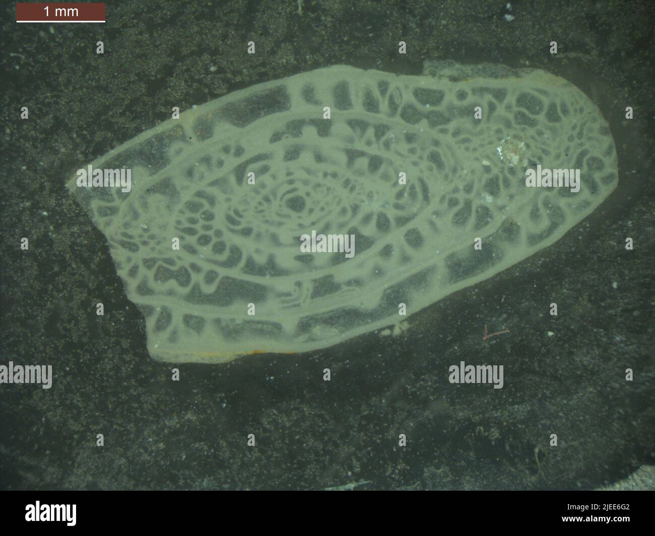 Triticites beedei Dunbar & Condra Stock Photo - Alamy