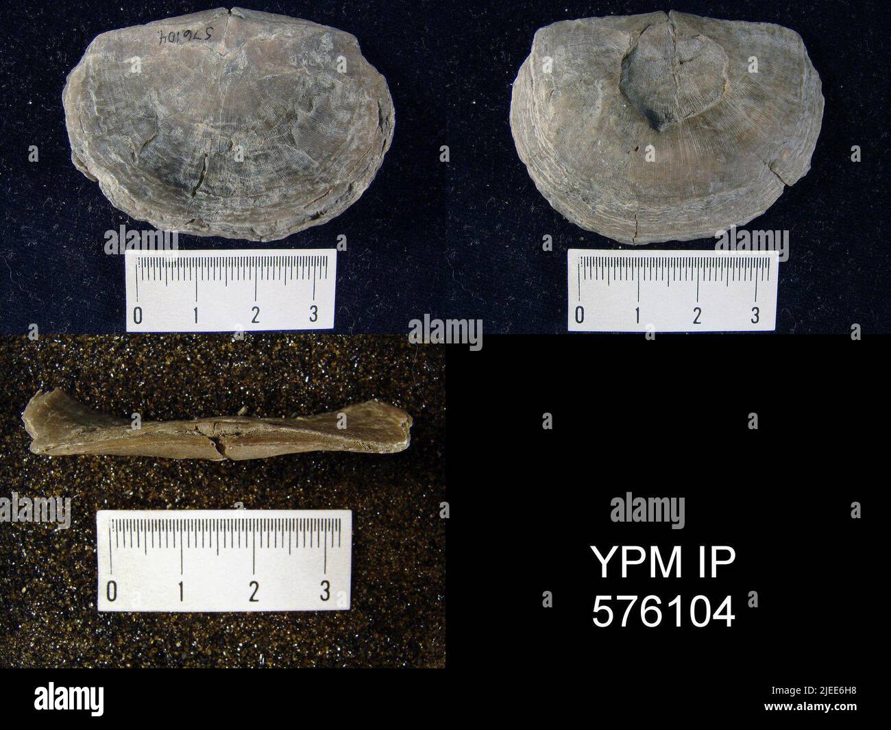 Rafinesquina alternata ponderosa ulrich hi-res stock photography and ...