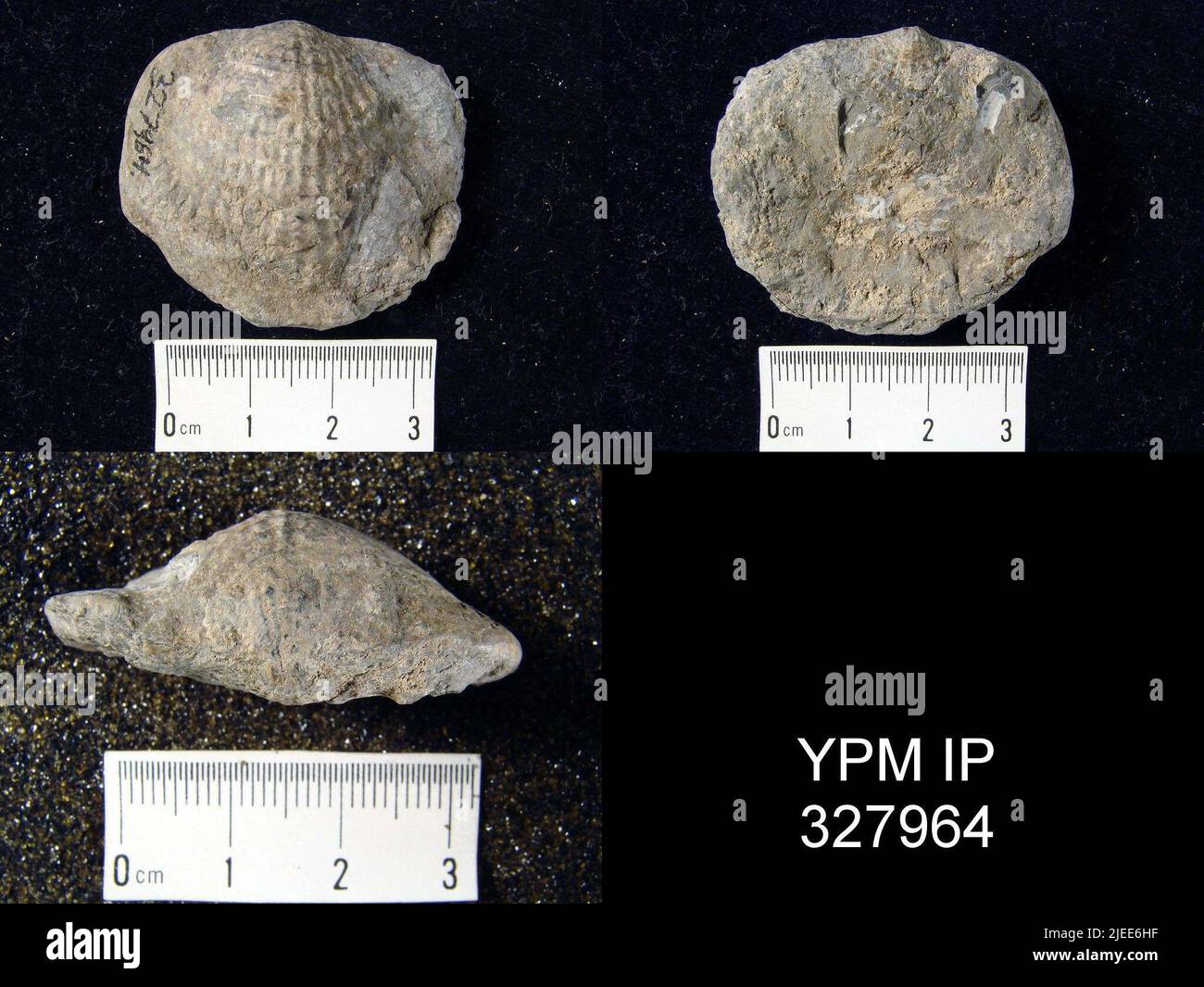 Atrypa spinosa hall hi-res stock photography and images - Alamy