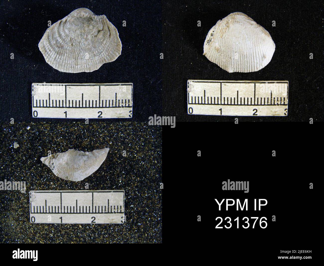 Productus cora d'Orbigny Stock Photo - Alamy