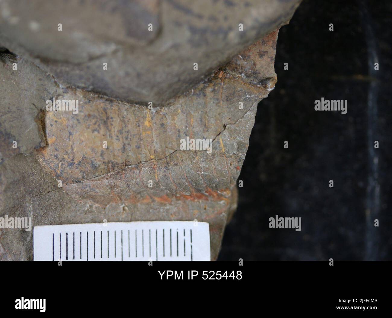 Asaphidae hi-res stock photography and images - Alamy