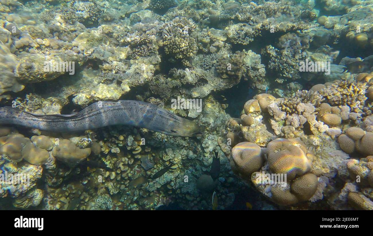 Red Sea, Egypt. 26th June, 2022. Close up of Moray eel swims over top ...