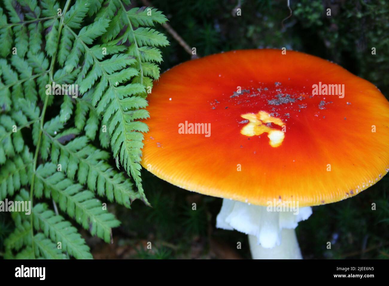 Amanita caesarea mushroom hi-res stock photography and images - Alamy