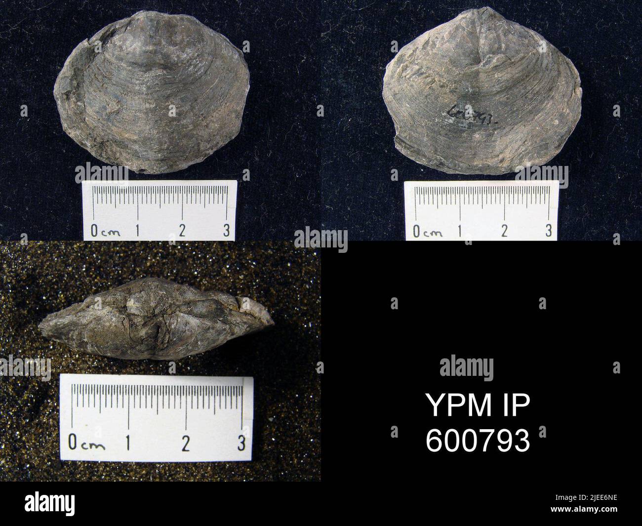 Athyris spiriferoides Eaton Stock Photo - Alamy