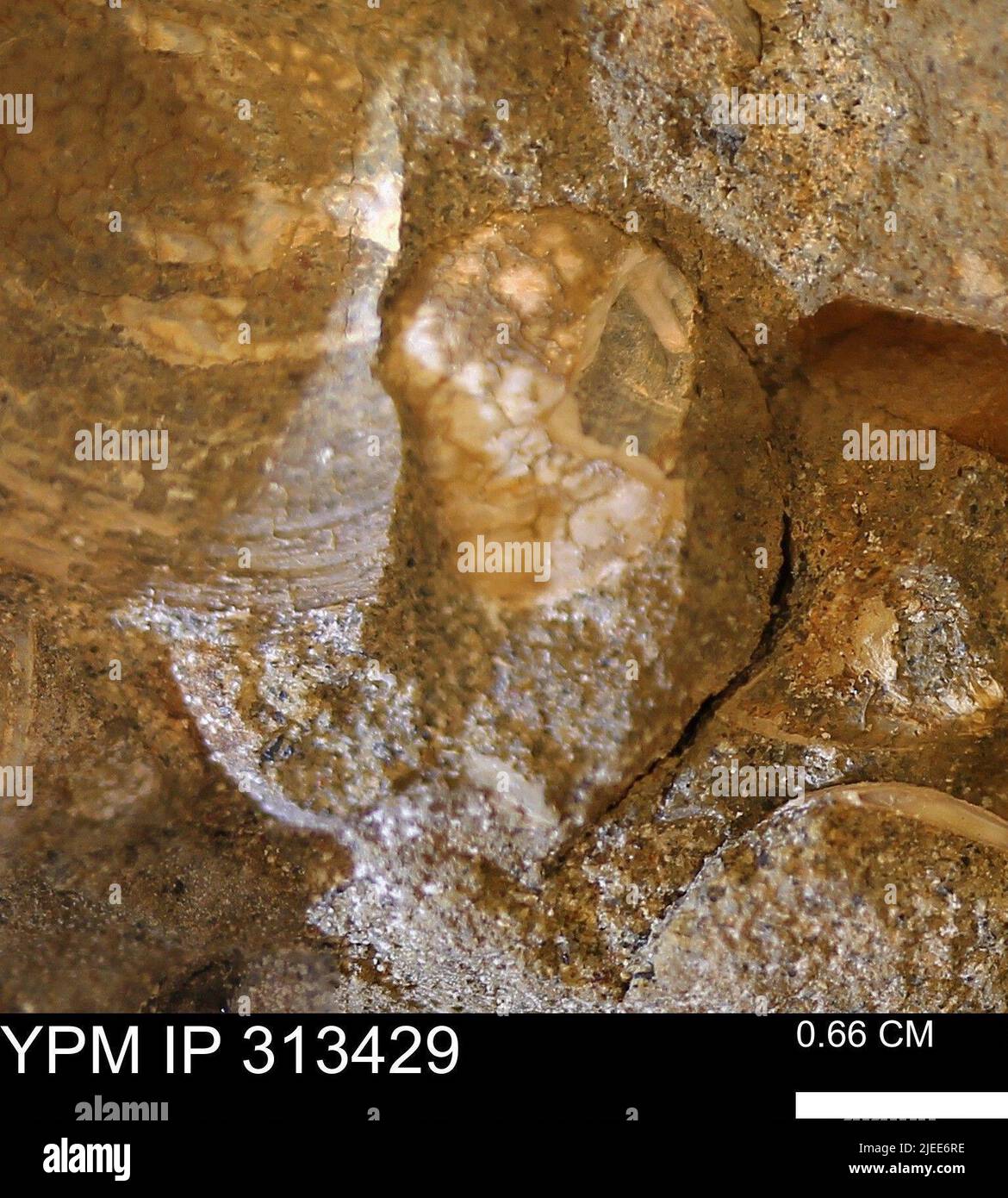 Corbicula sp animalia hi-res stock photography and images - Alamy