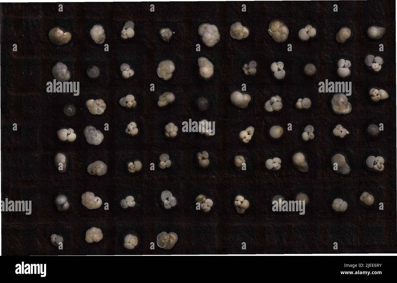 Sphaeroidinella dehiscens (Parker & Jones, 1865 Stock Photo - Alamy