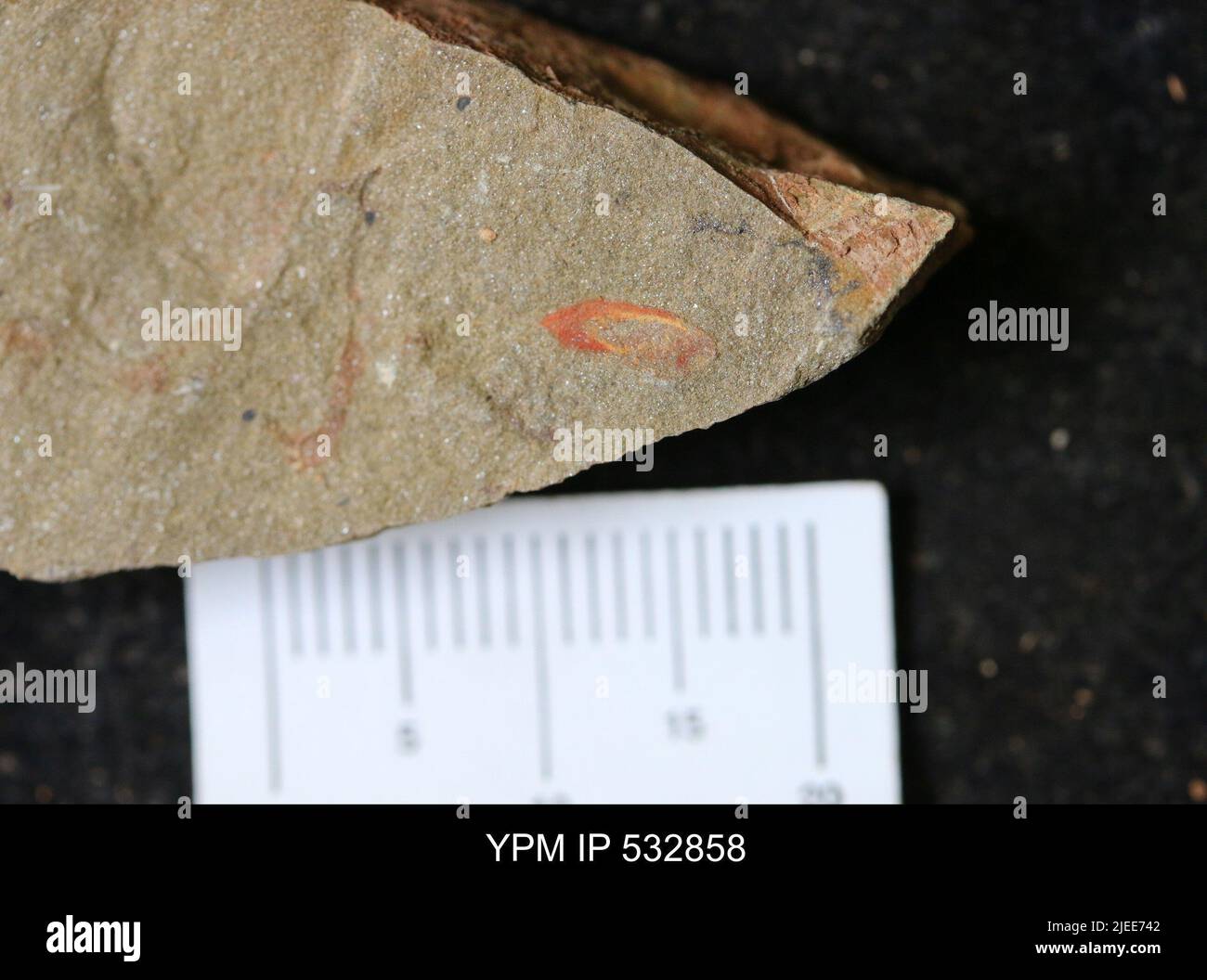 Cothurnocystis hi-res stock photography and images - Alamy