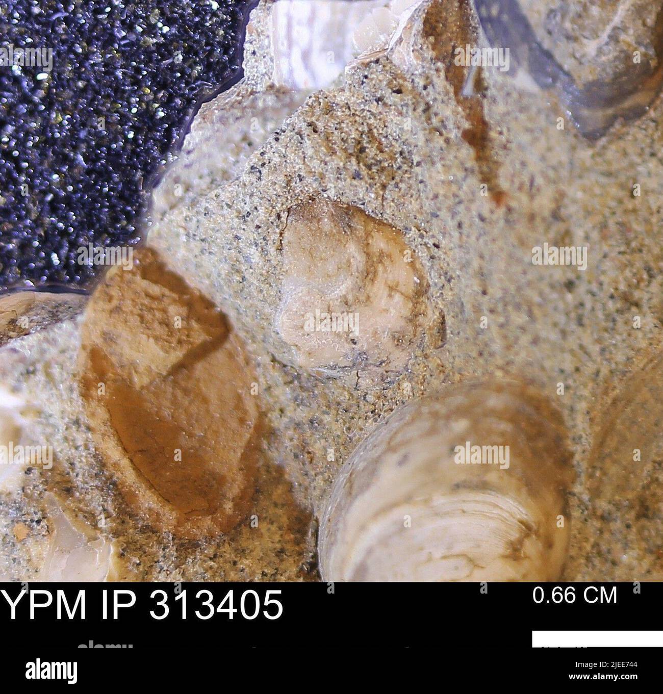 Corbicula sp animalia hi-res stock photography and images - Alamy