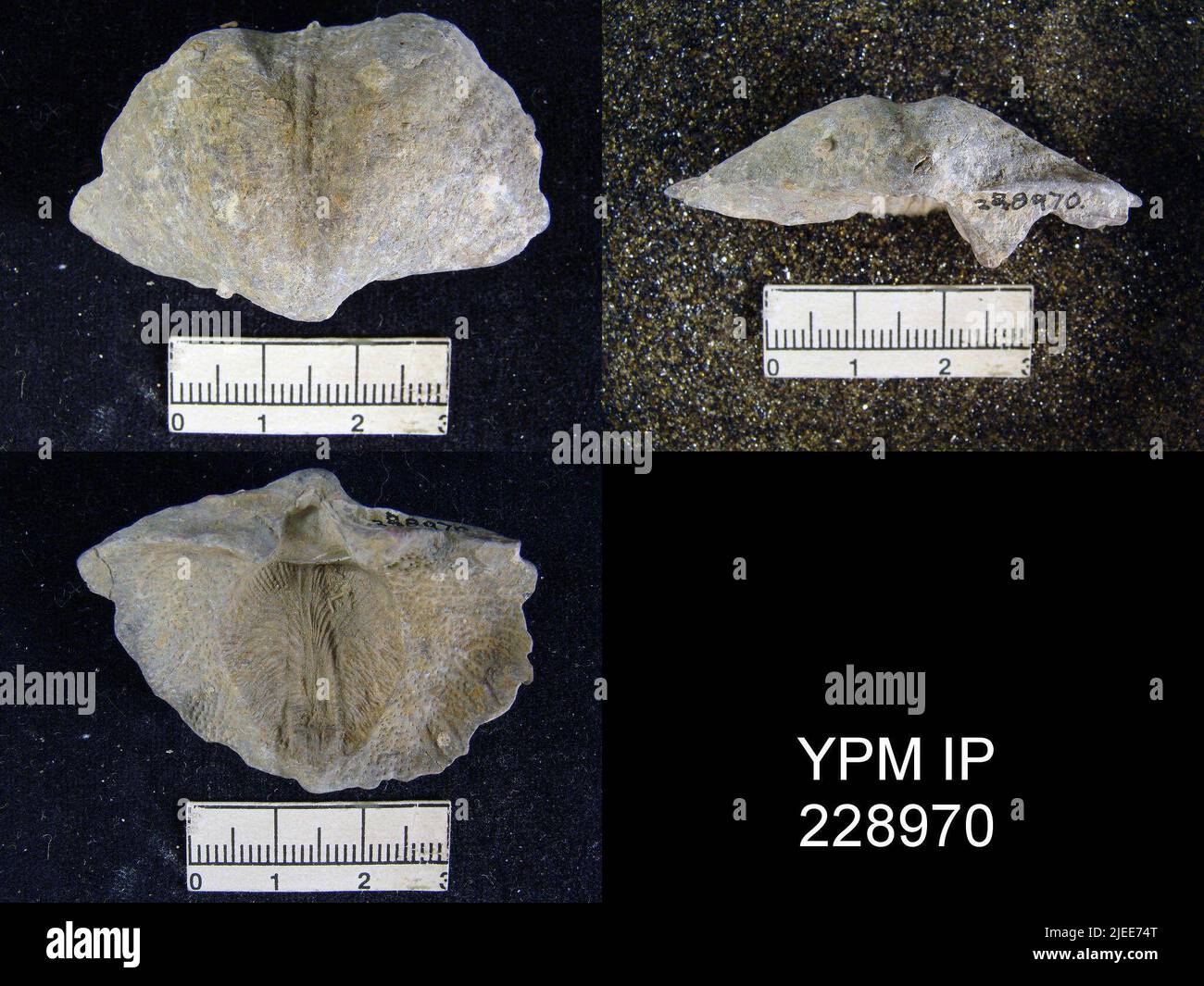 Neospirifer kansasensis Swallow Stock Photo - Alamy