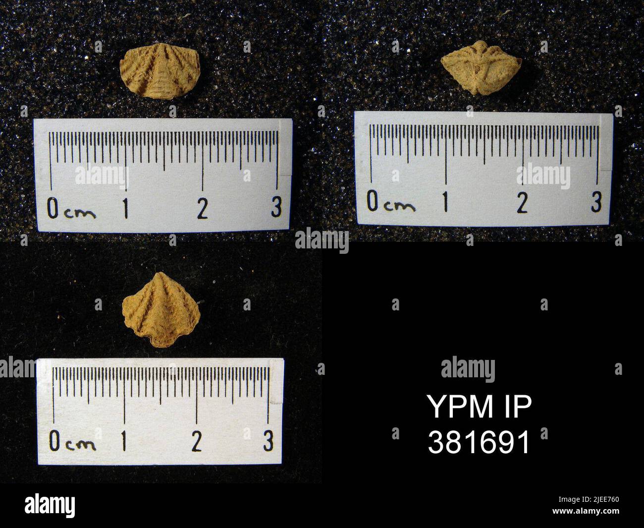 Dalmani hi-res stock photography and images - Alamy