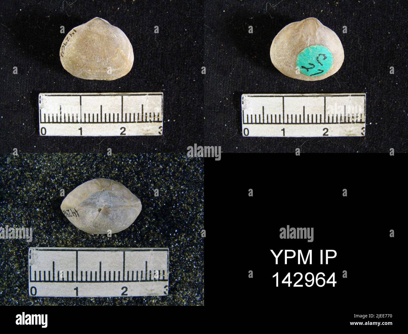 Orthis hi-res stock photography and images - Alamy