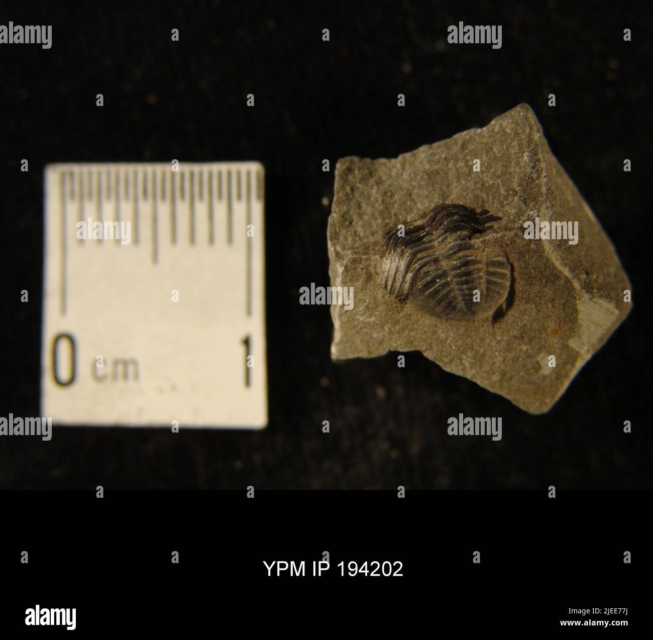 Phacops rana green animalia hi-res stock photography and images - Alamy