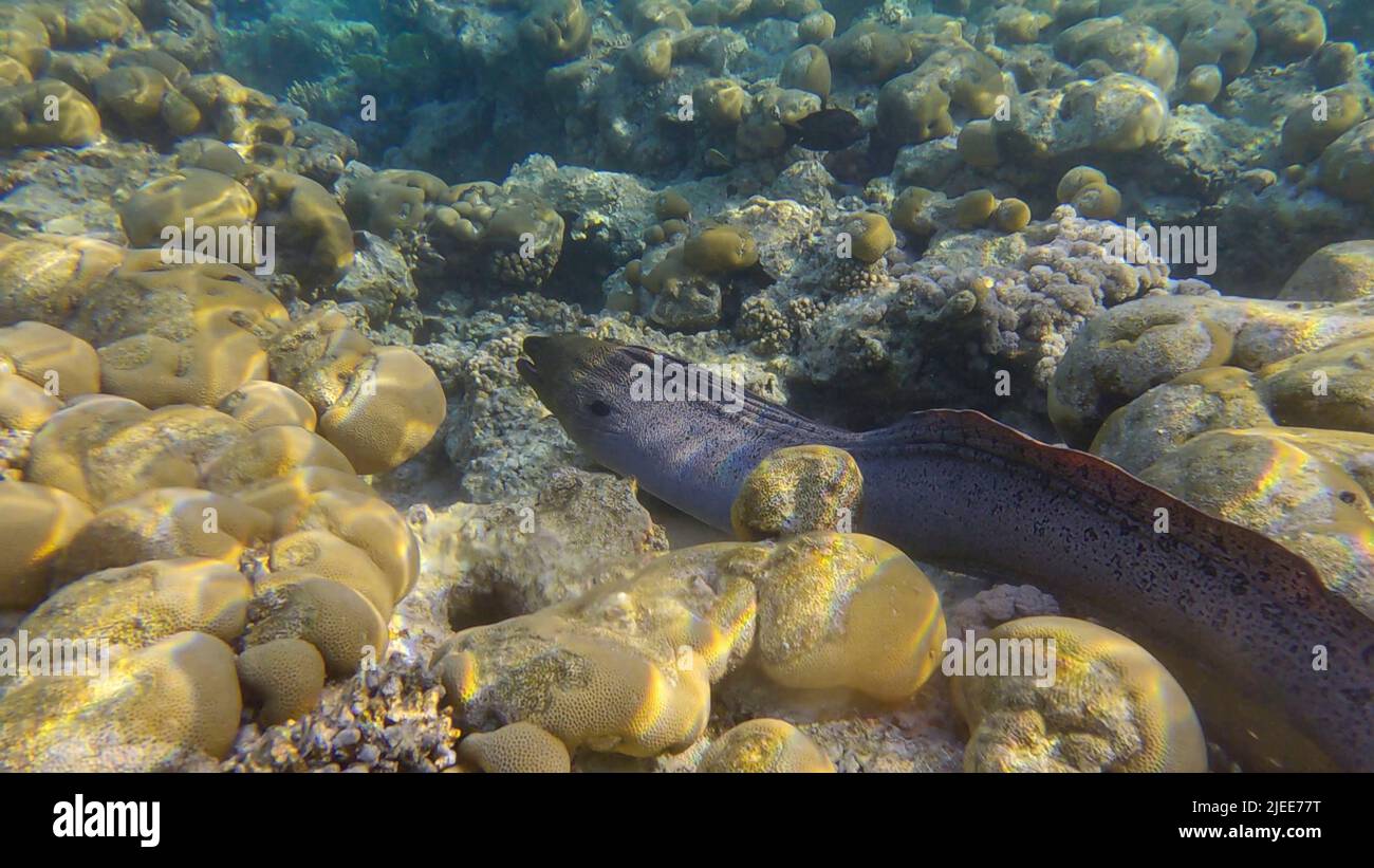 Red Sea, Egypt. 26th June, 2022. Close up of Moray eel swims over top ...