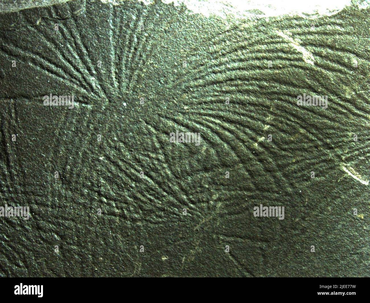 Oldhamia antiqua Kinahan, 1858 Stock Photo - Alamy