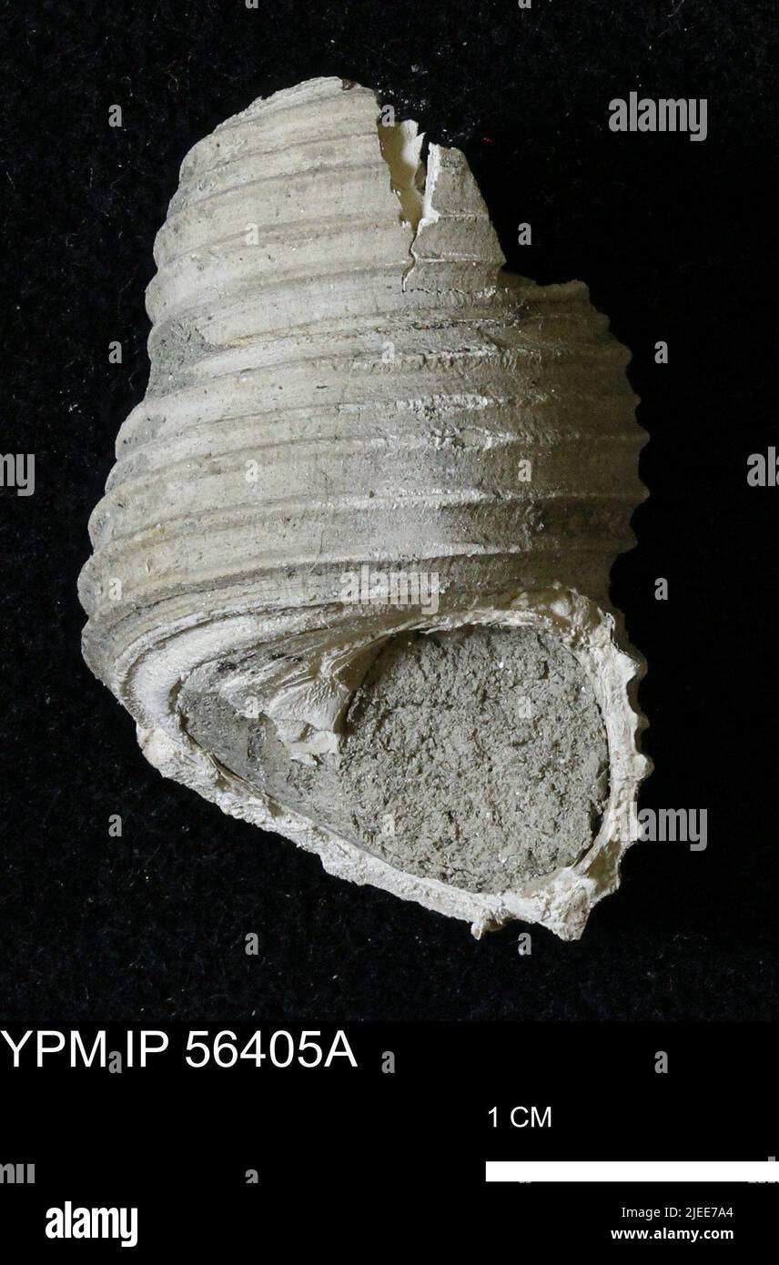 Turritella sp animalia hi-res stock photography and images - Alamy