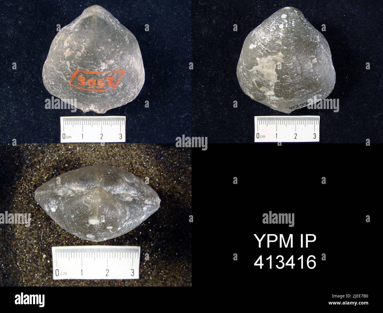 Pentamerus sp animalia hi-res stock photography and images - Alamy