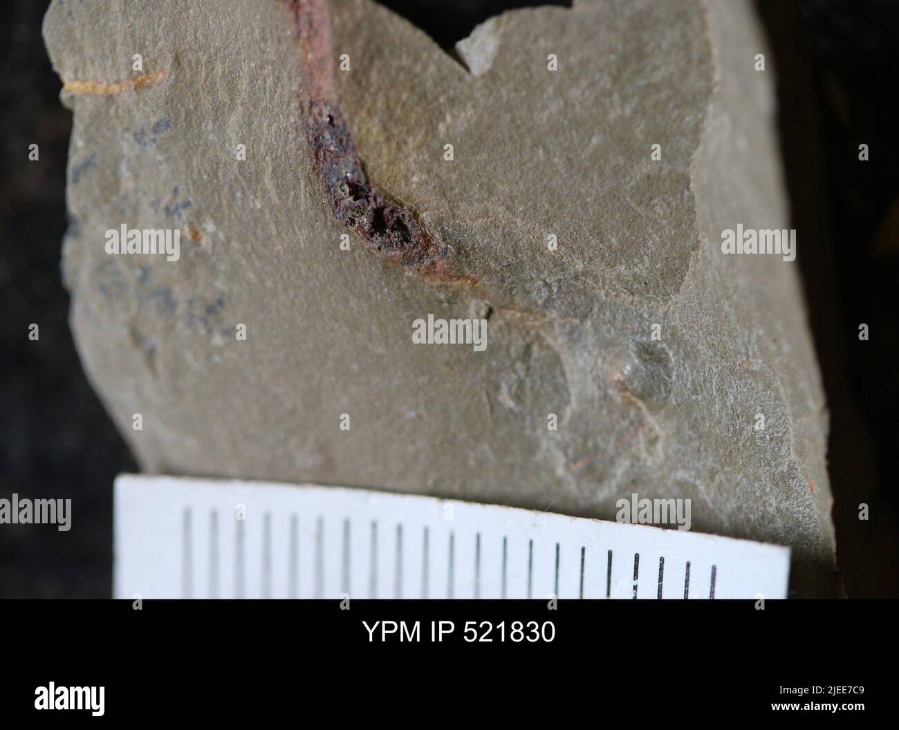 Undet ichnofossil ichnofossil ichnofossils hi-res stock photography and ...