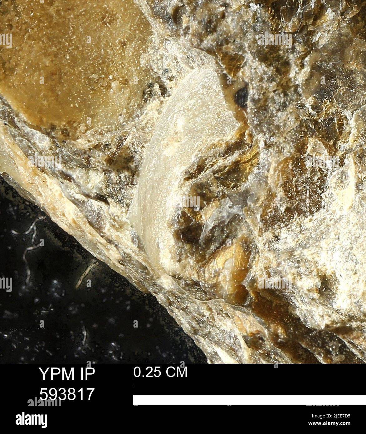 Undet animalia hi-res stock photography and images - Alamy