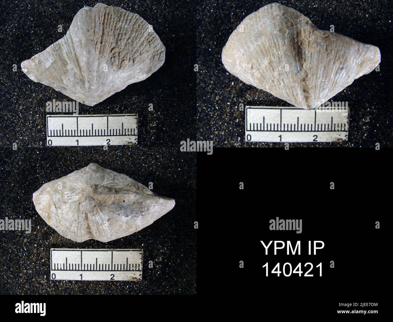 Spirifer (Neospirifer) musakheylensis Stock Photo - Alamy