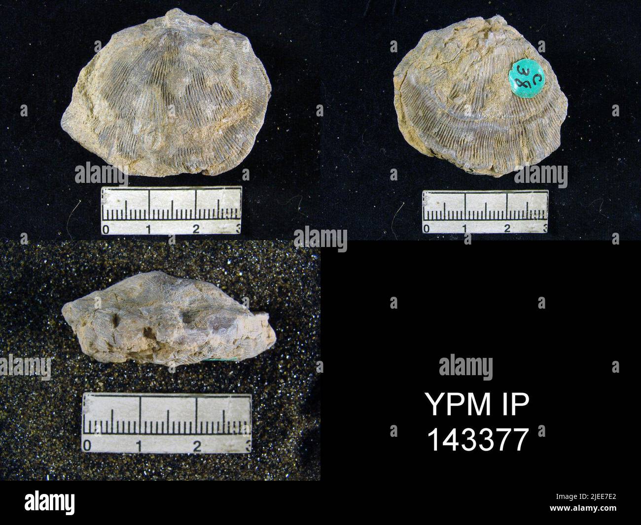 Derbya regularis animalia hi-res stock photography and images - Alamy