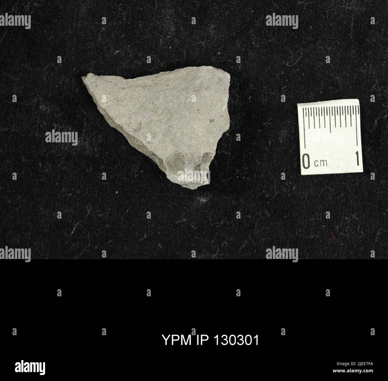 Eldredgeops rana (Green Stock Photo - Alamy