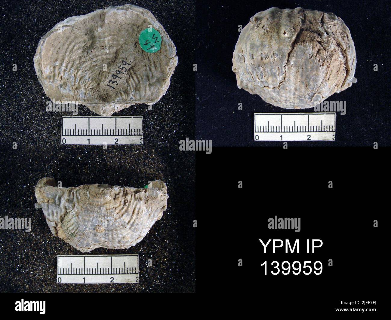 Dictyoclostus indicus (Waagen Stock Photo - Alamy