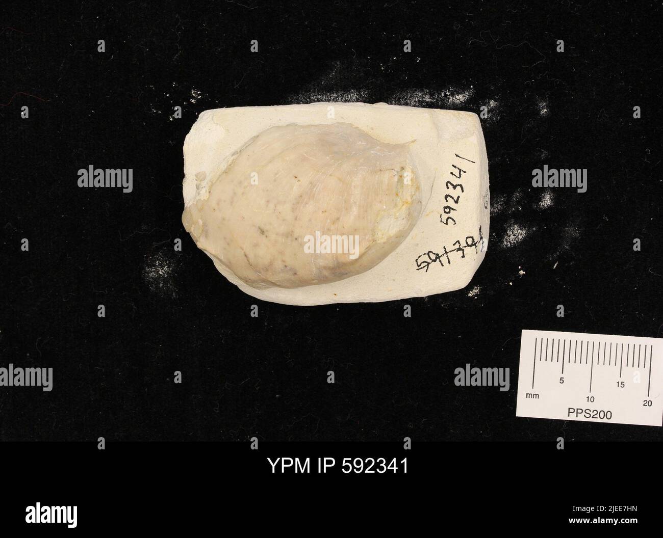 Inoceramus brogniarti animalia hi-res stock photography and images - Alamy