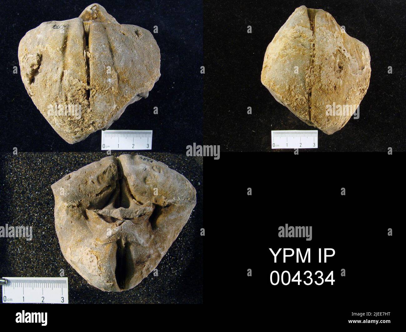 Stringocephalus burtini Defrance, 1827. IP Stock Photo - Alamy