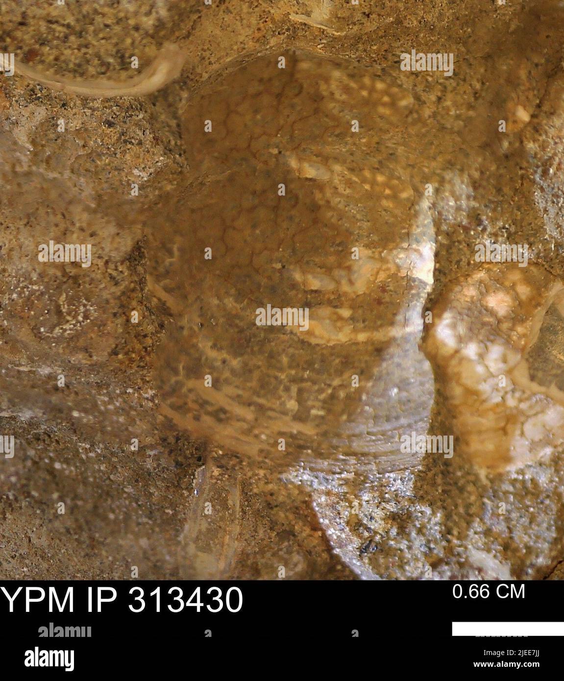 Corbicula sp hi-res stock photography and images - Alamy