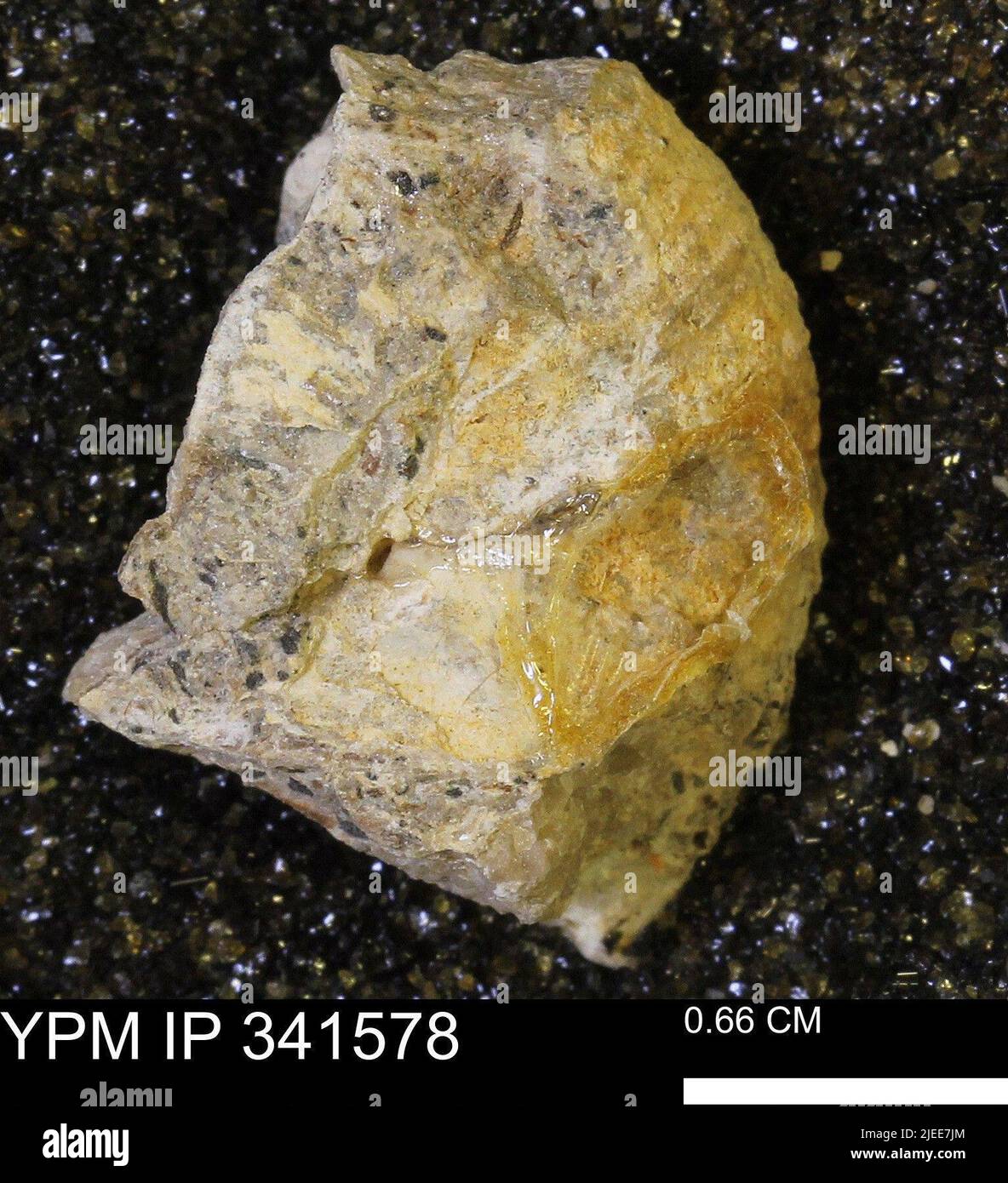 Scaphites hi-res stock photography and images - Alamy