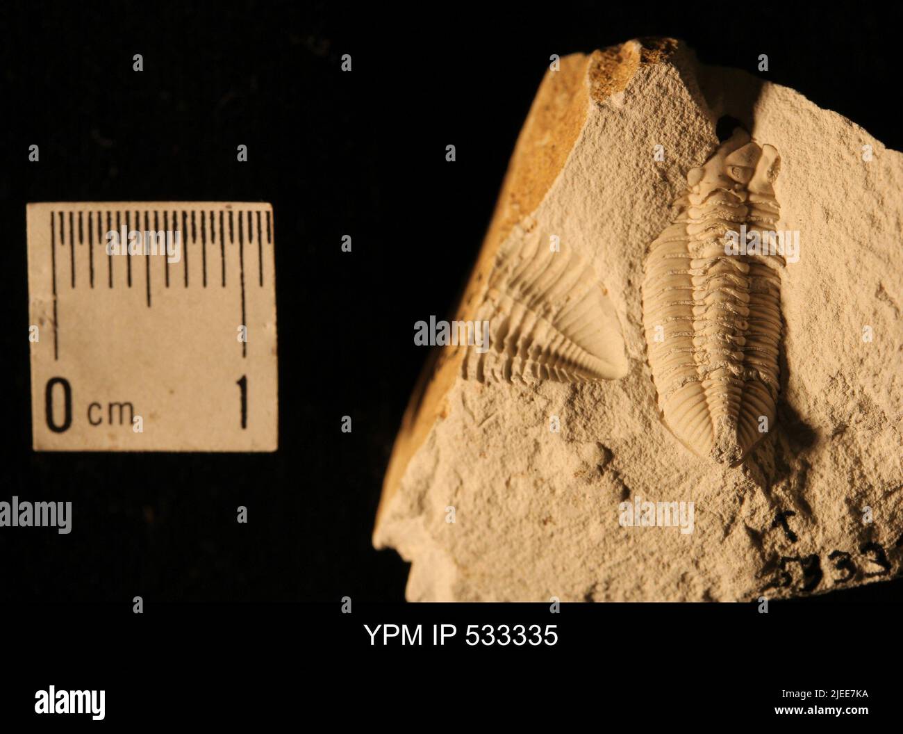 1864 animalia hi-res stock photography and images - Alamy