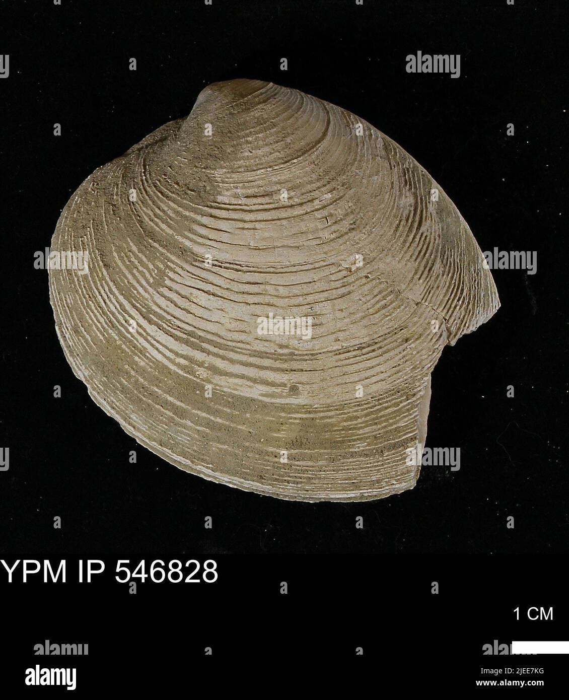 Venus mercenaria antiqua Verrill, 1875 Stock Photo - Alamy