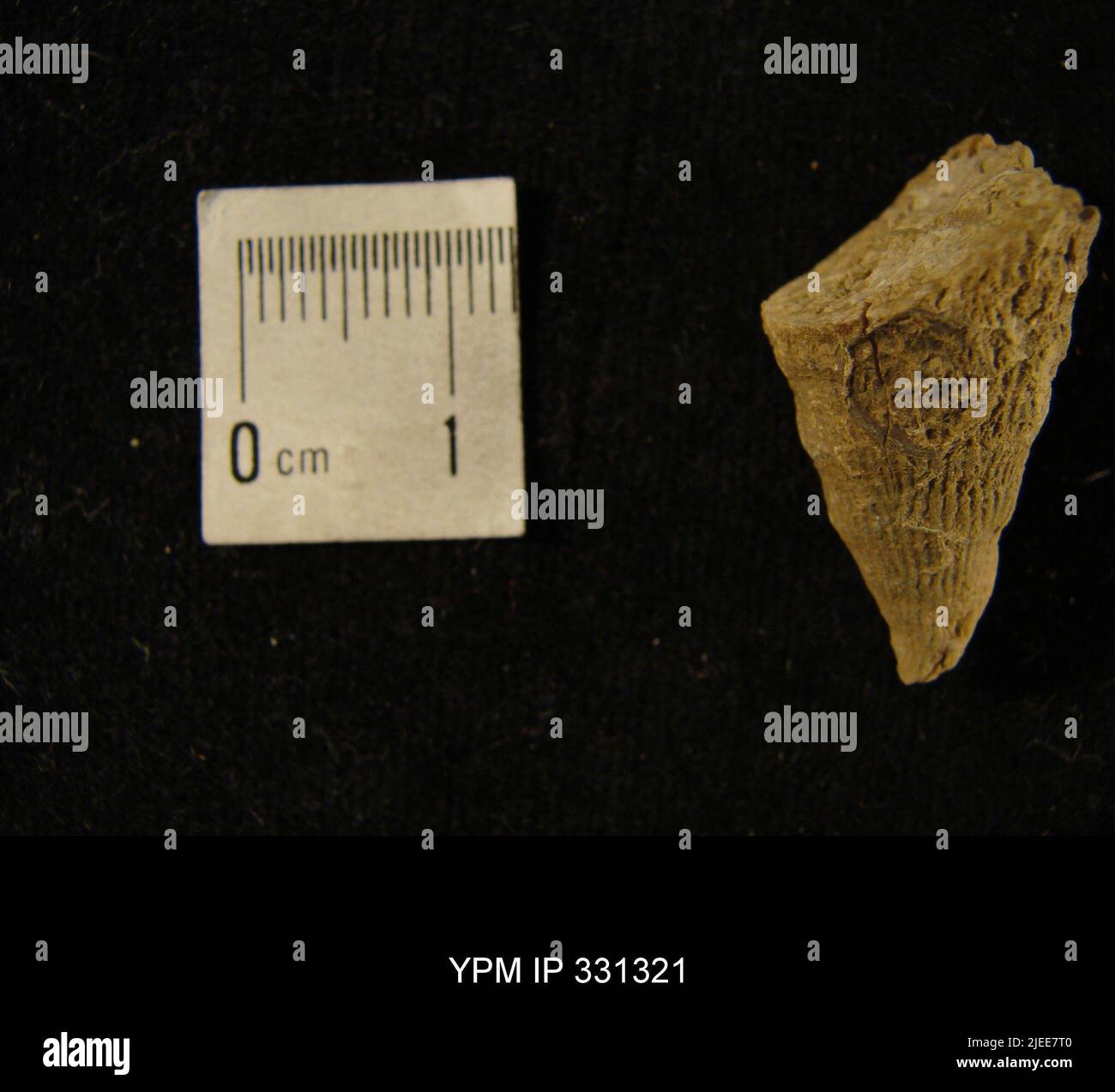 1868 animalia hi-res stock photography and images - Alamy