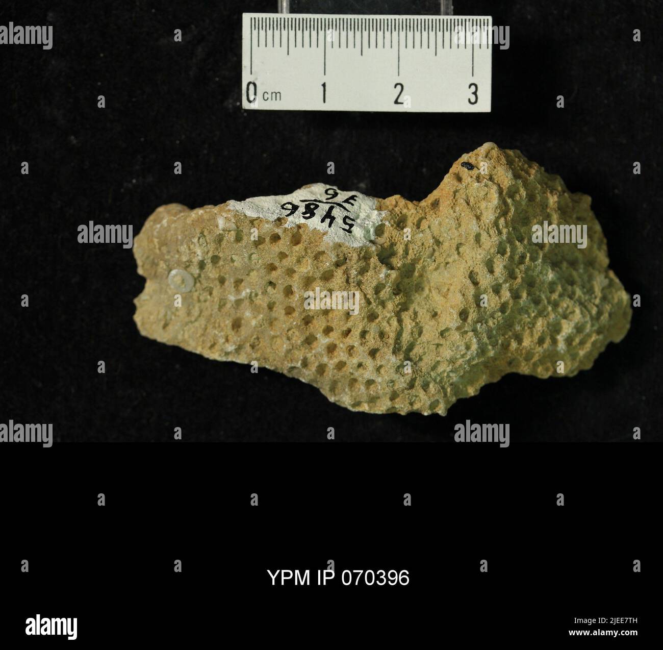 1906 animalia hi-res stock photography and images - Alamy