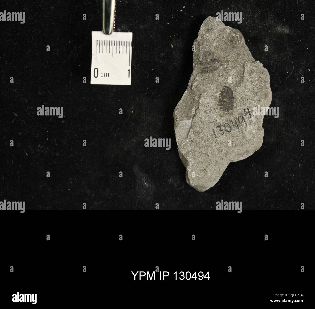 Proetus hi-res stock photography and images - Alamy