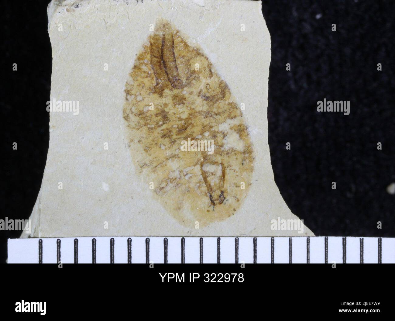 Ascarides hi-res stock photography and images - Alamy