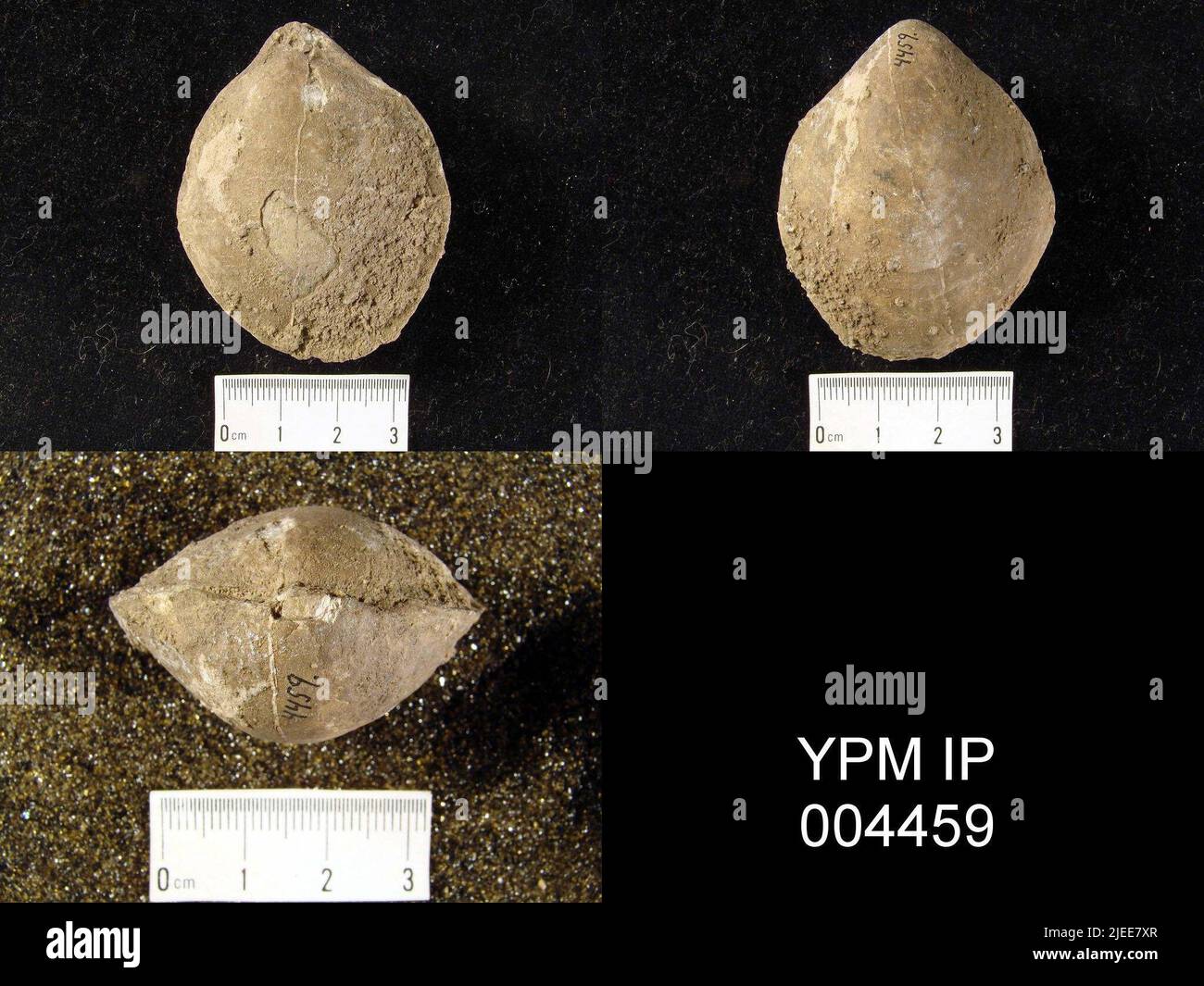 Stringocephalus sp. IP Stock Photo - Alamy