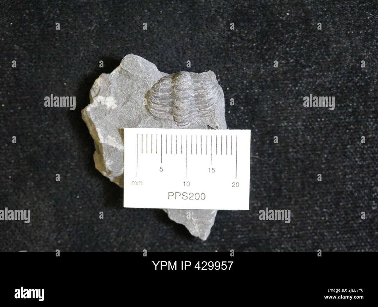 Eldredgeops rana (Green Stock Photo - Alamy