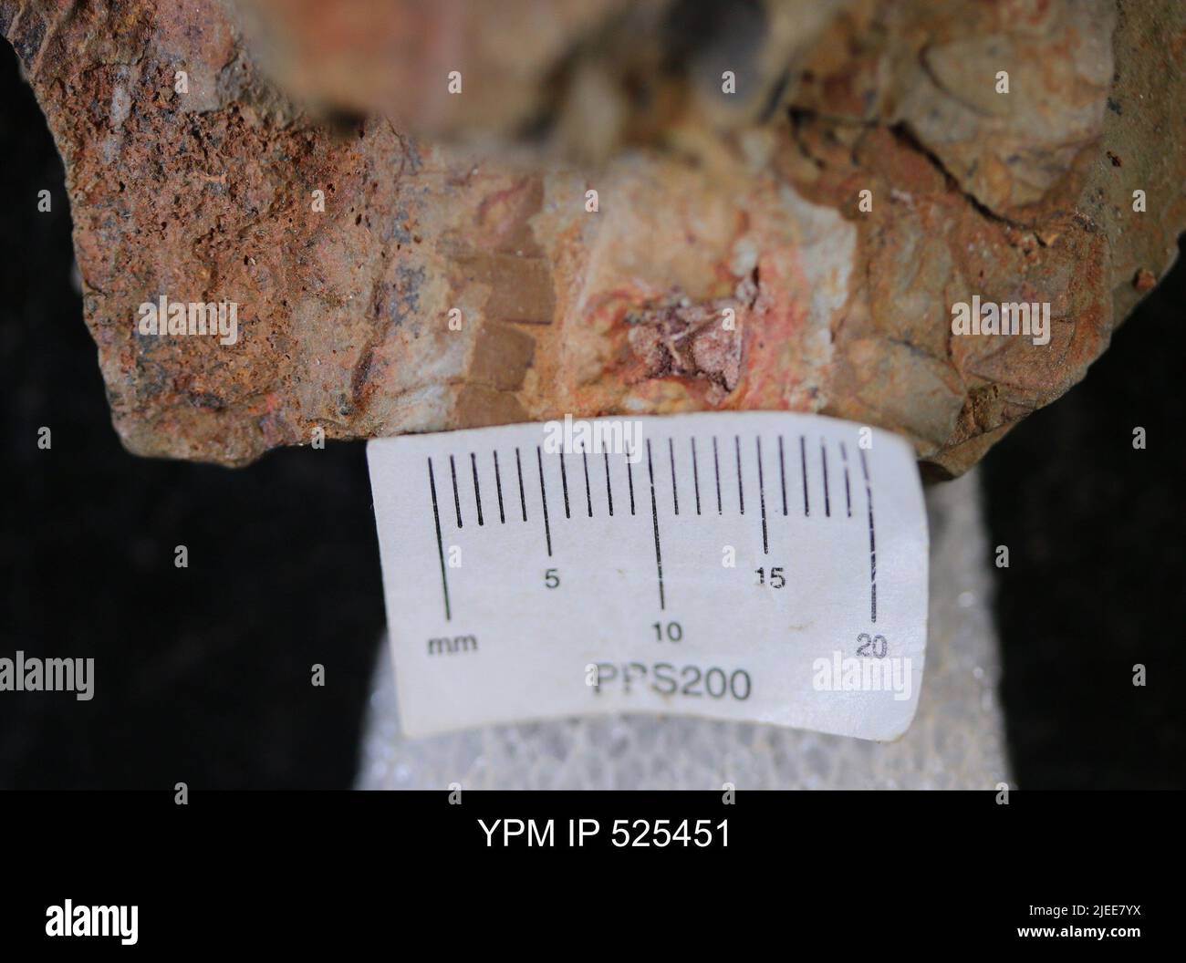 Asaphidae hi-res stock photography and images - Alamy