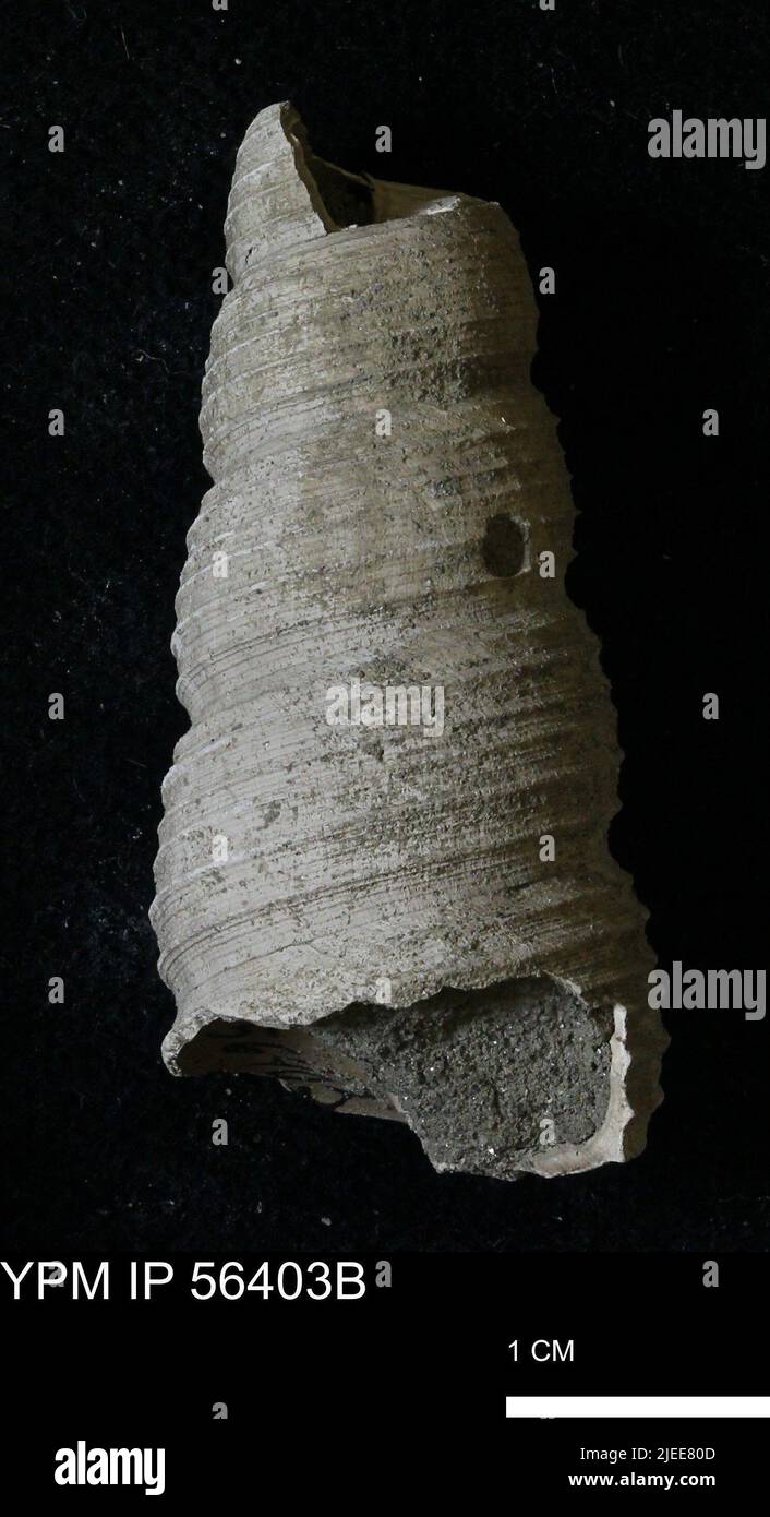 Turritella sp animalia hi-res stock photography and images - Alamy