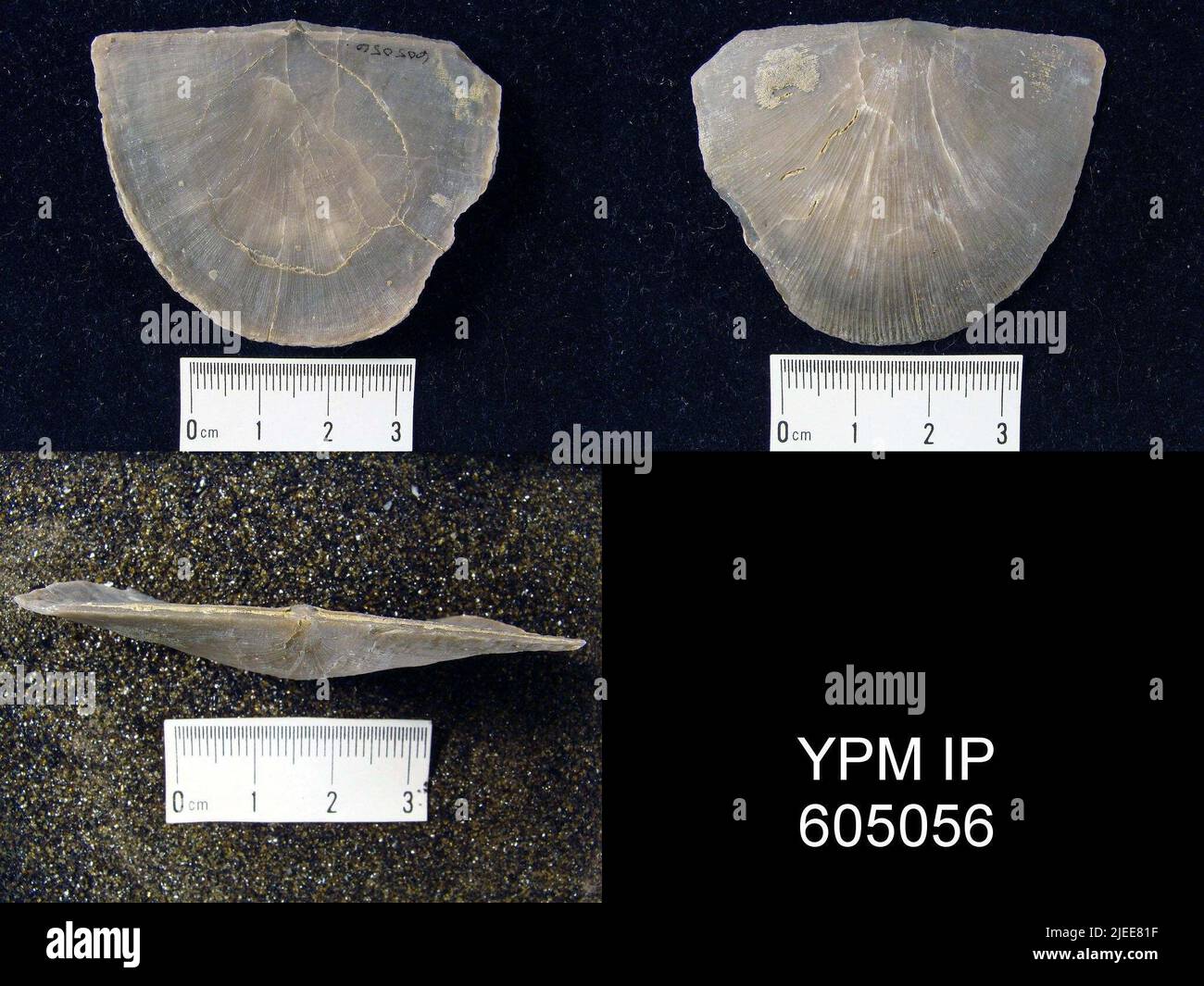 Rafinesquina hi-res stock photography and images - Alamy