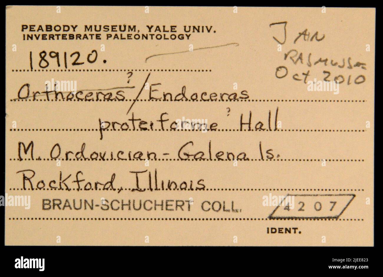 Endoceras proteiforme hall animalia hi-res stock photography and images ...