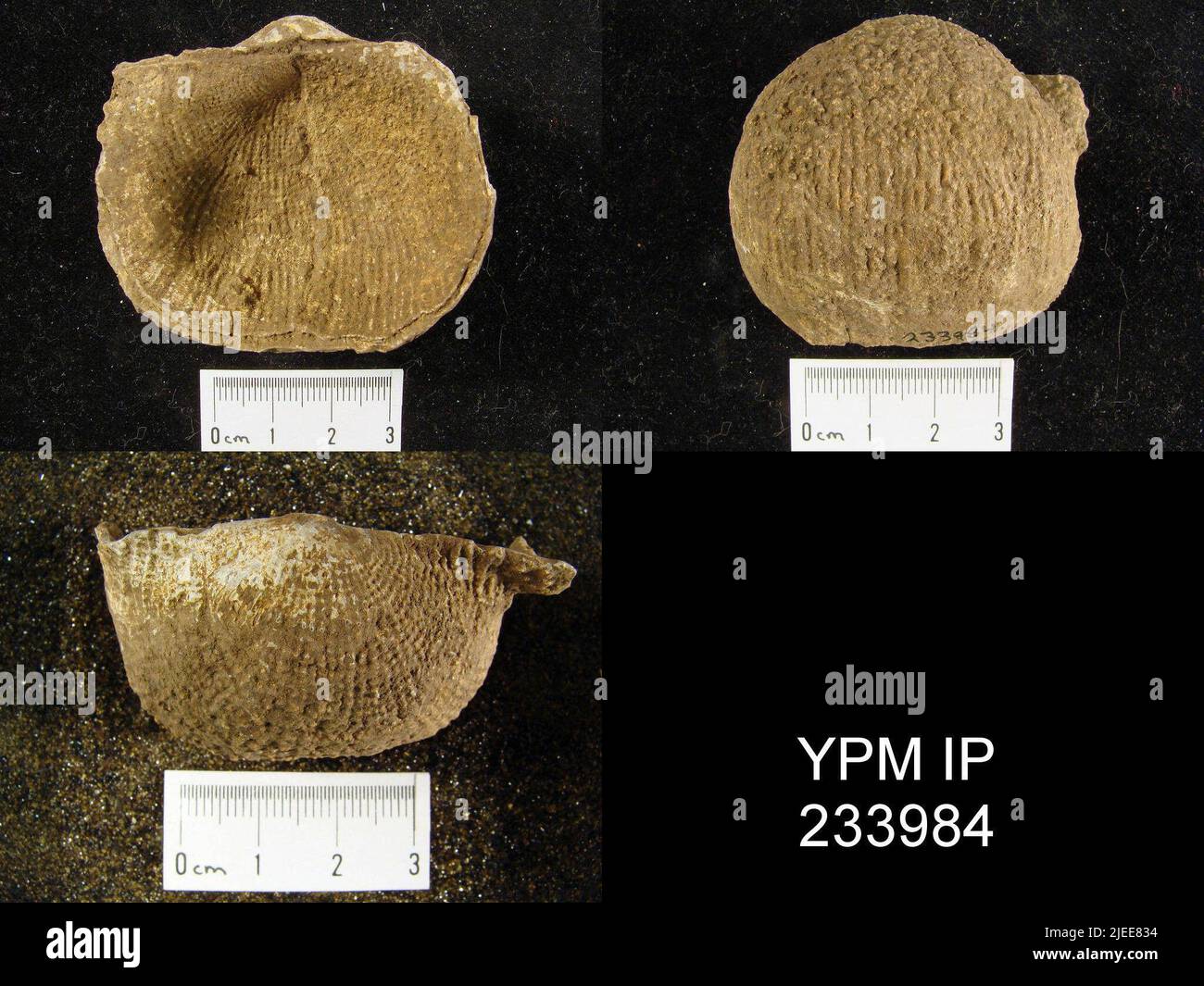 Dictyoclostus americanus Dunbar & Condra Stock Photo - Alamy