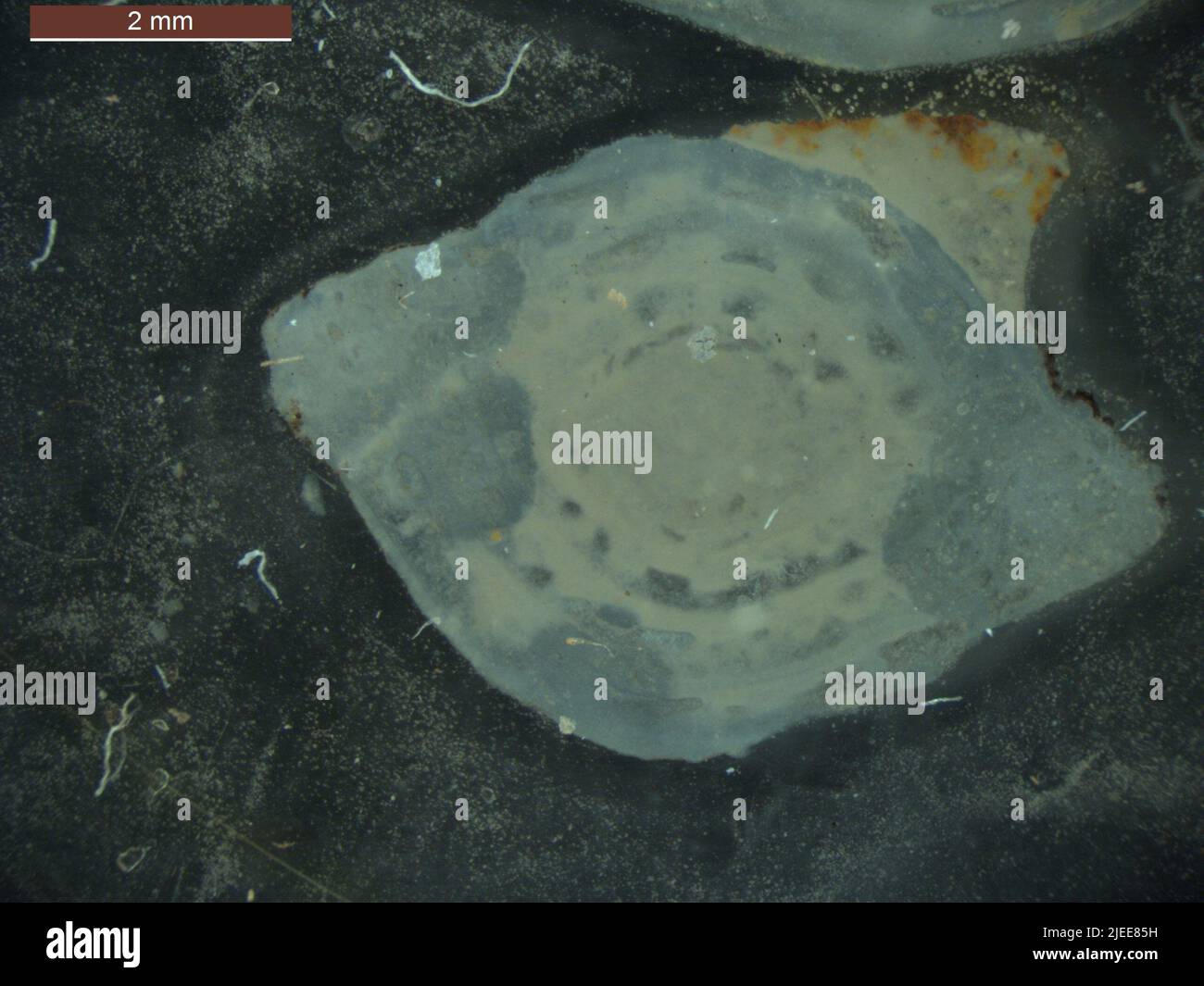 Triticites pinguis Dunbar & Skinner Stock Photo - Alamy