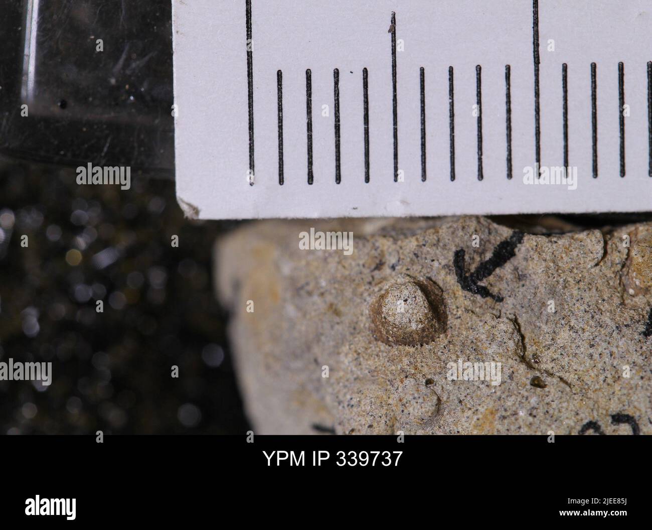 Cardium whitei Dall Stock Photo - Alamy