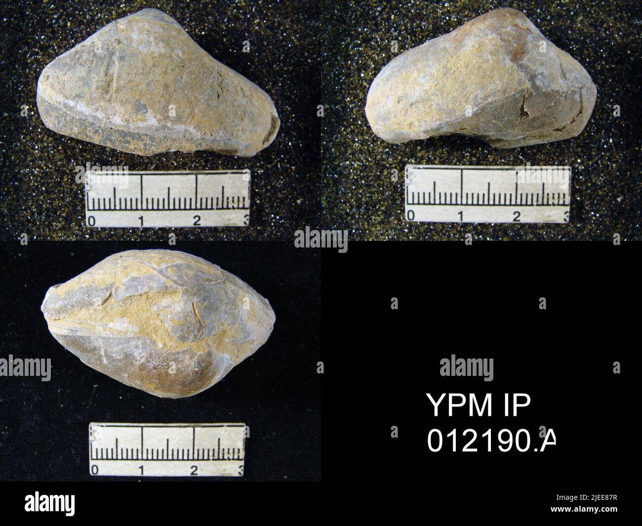 Composita angusta animalia hi-res stock photography and images - Alamy