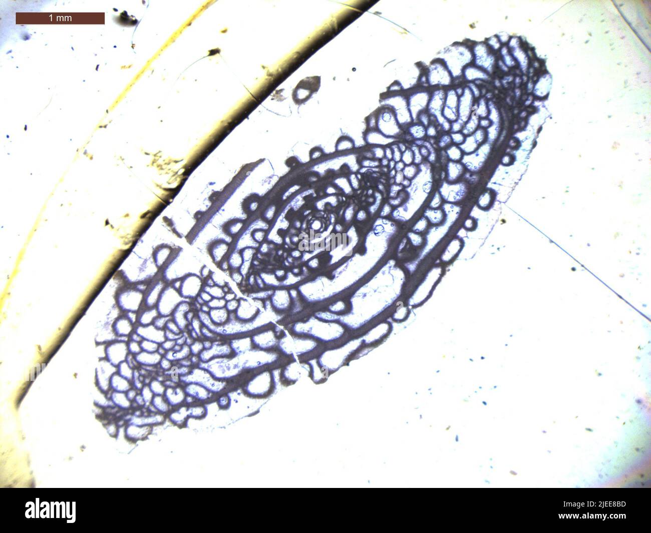 Triticites powwowensis Dunbar & Skinner Stock Photo - Alamy