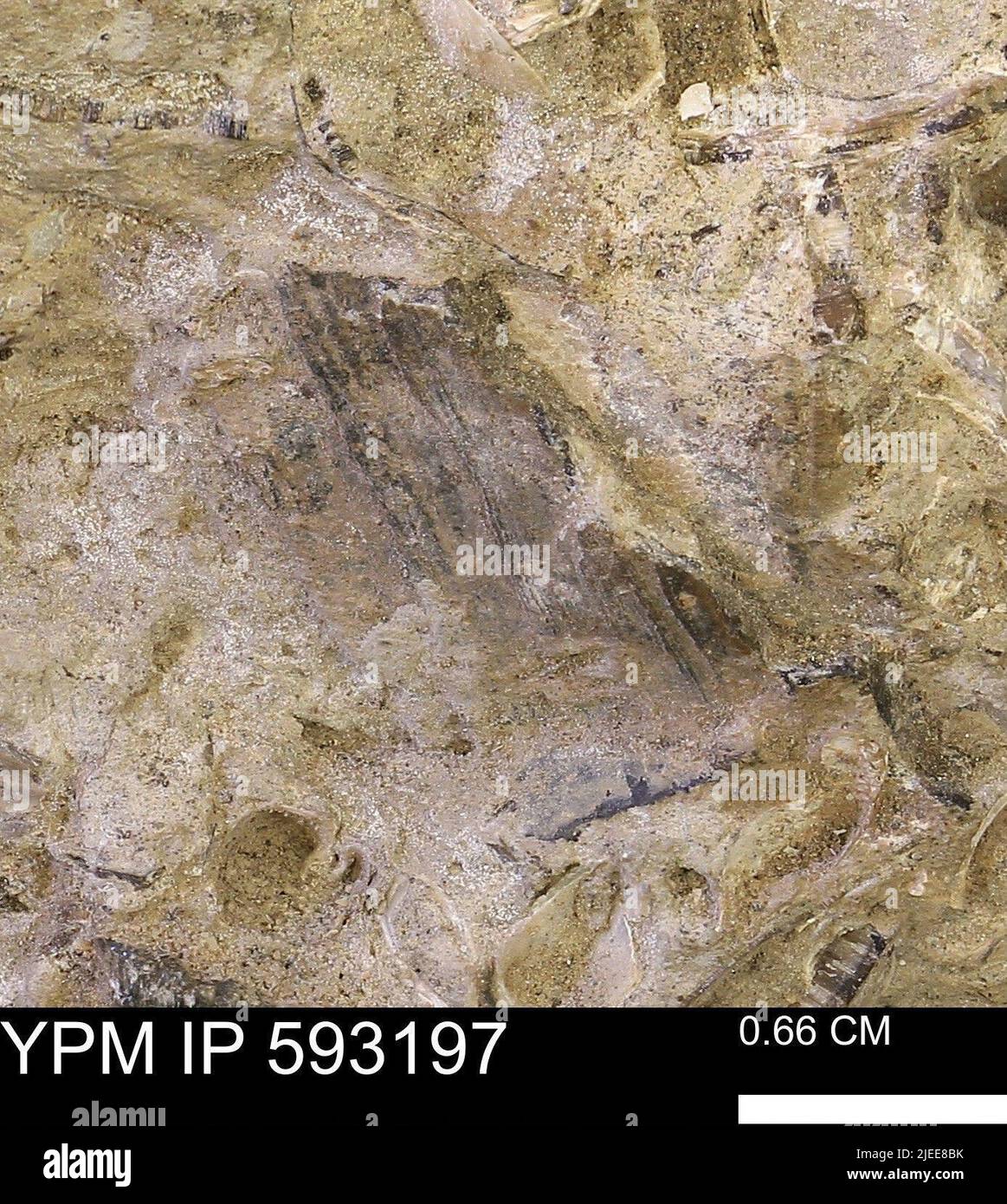 Lithic hi-res stock photography and images - Alamy