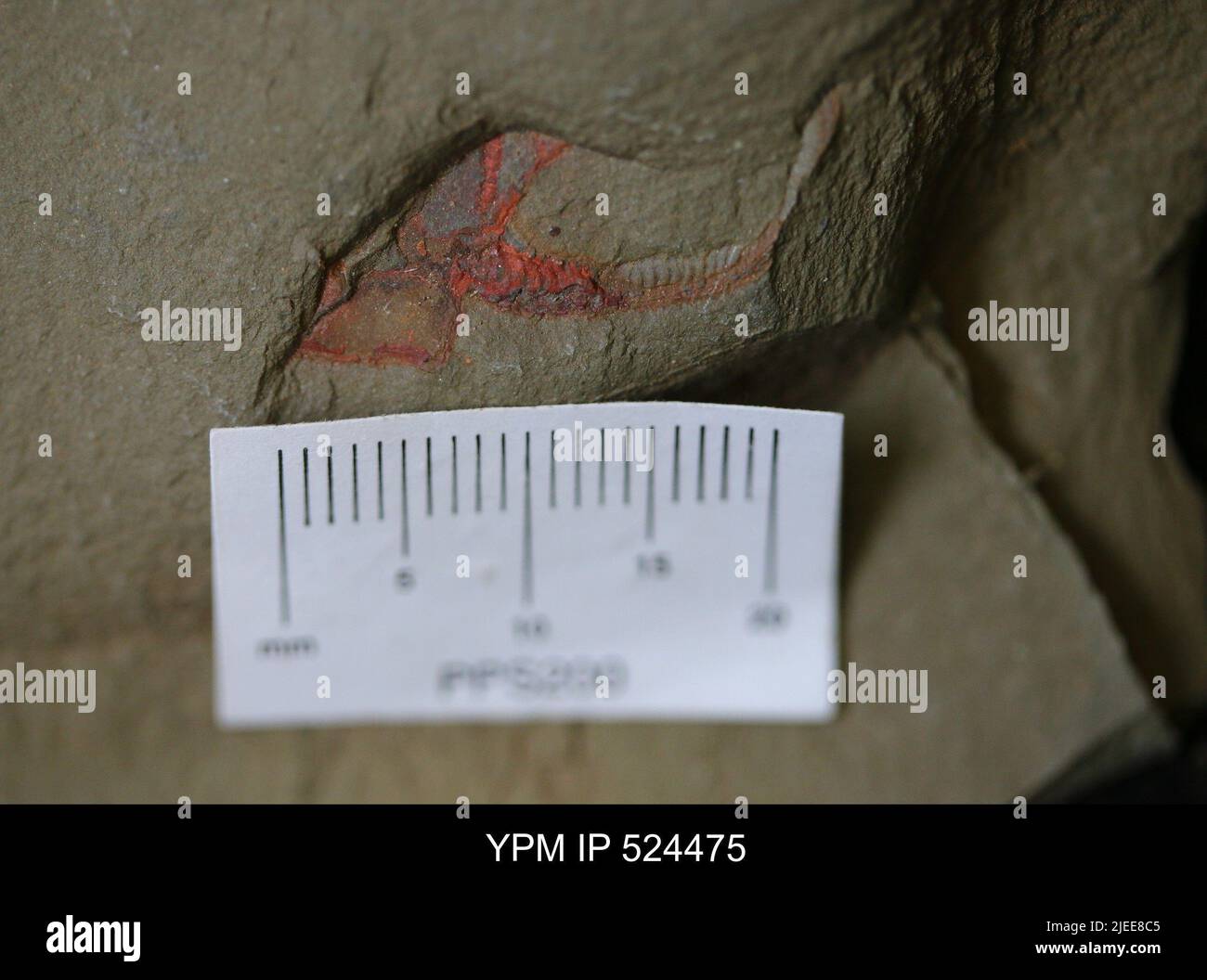 Genus cornuta hi-res stock photography and images - Alamy