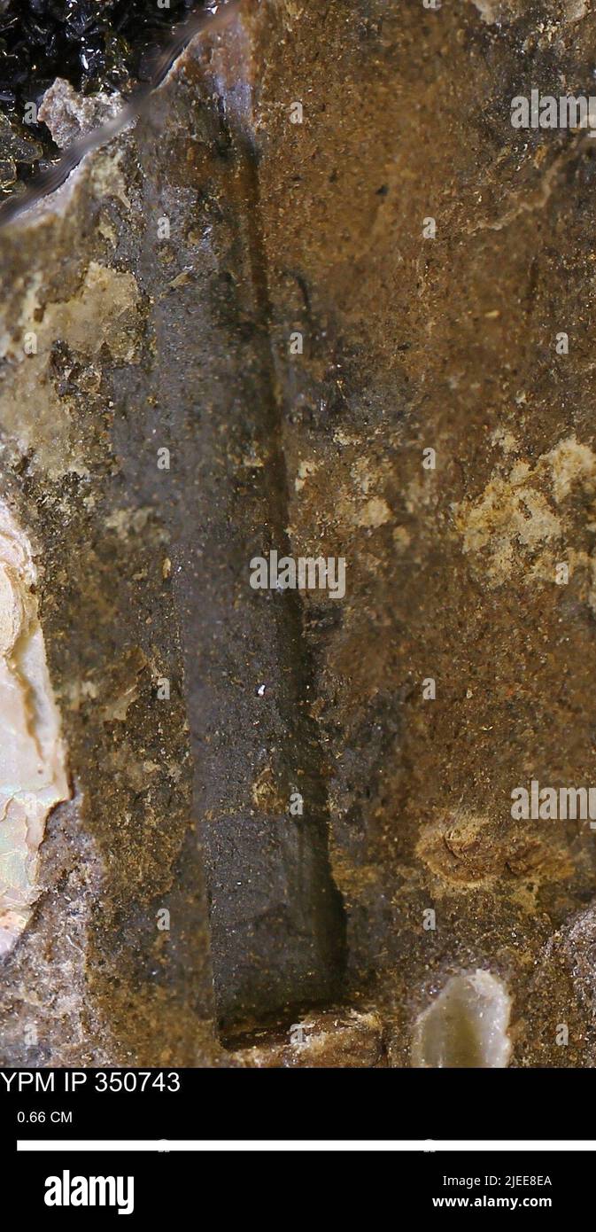 Scaphopoda tusk shells hi-res stock photography and images - Alamy